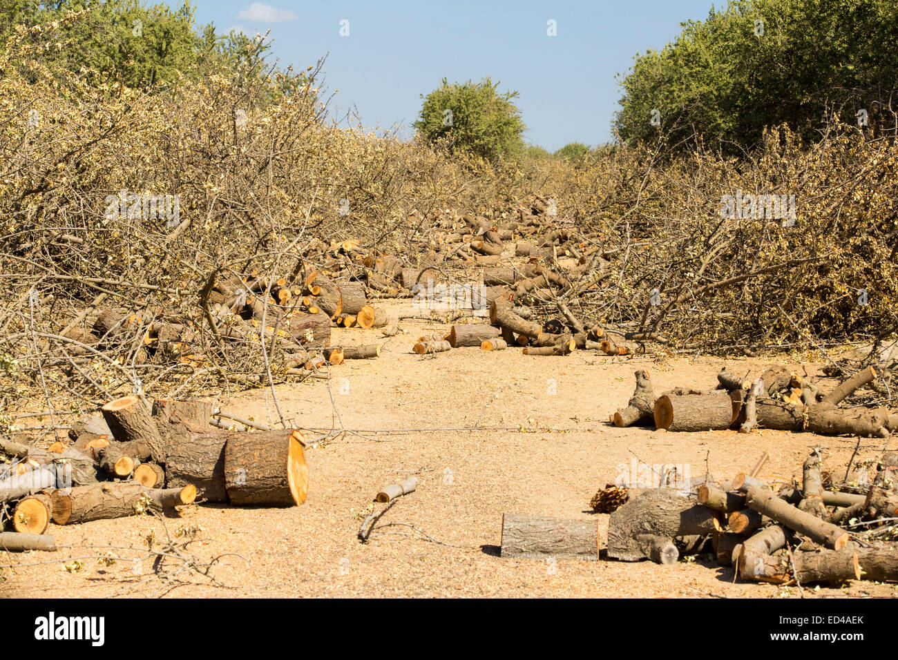 Almond Trees being taken out of production in California due to the ...