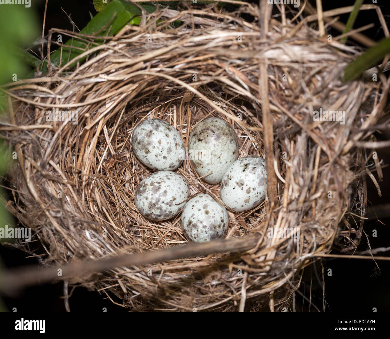 Marsh Warbler (Acrocephalus palustris).Wild bird in a natural habitat ...