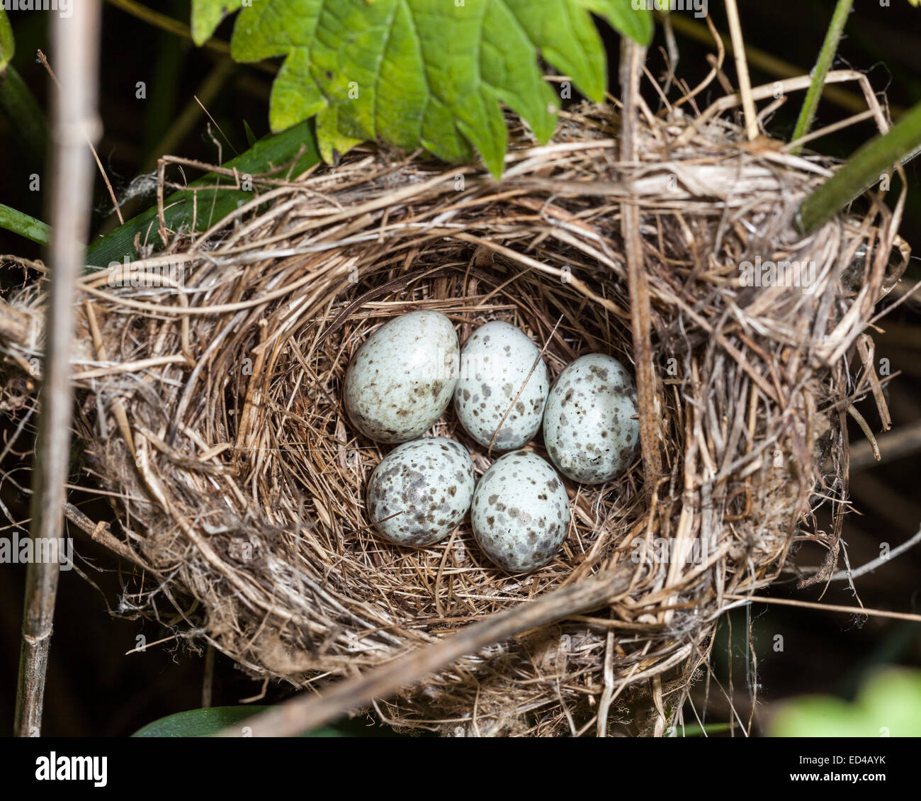 Cuckoo bird egg hi-res stock photography and images - Alamy