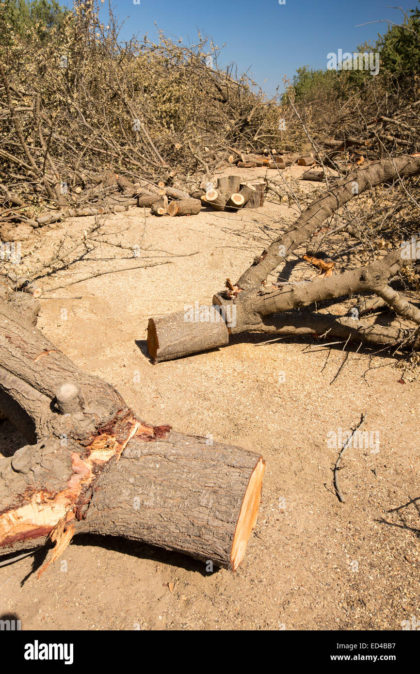 Almond Trees being taken out of production in California due to the ...