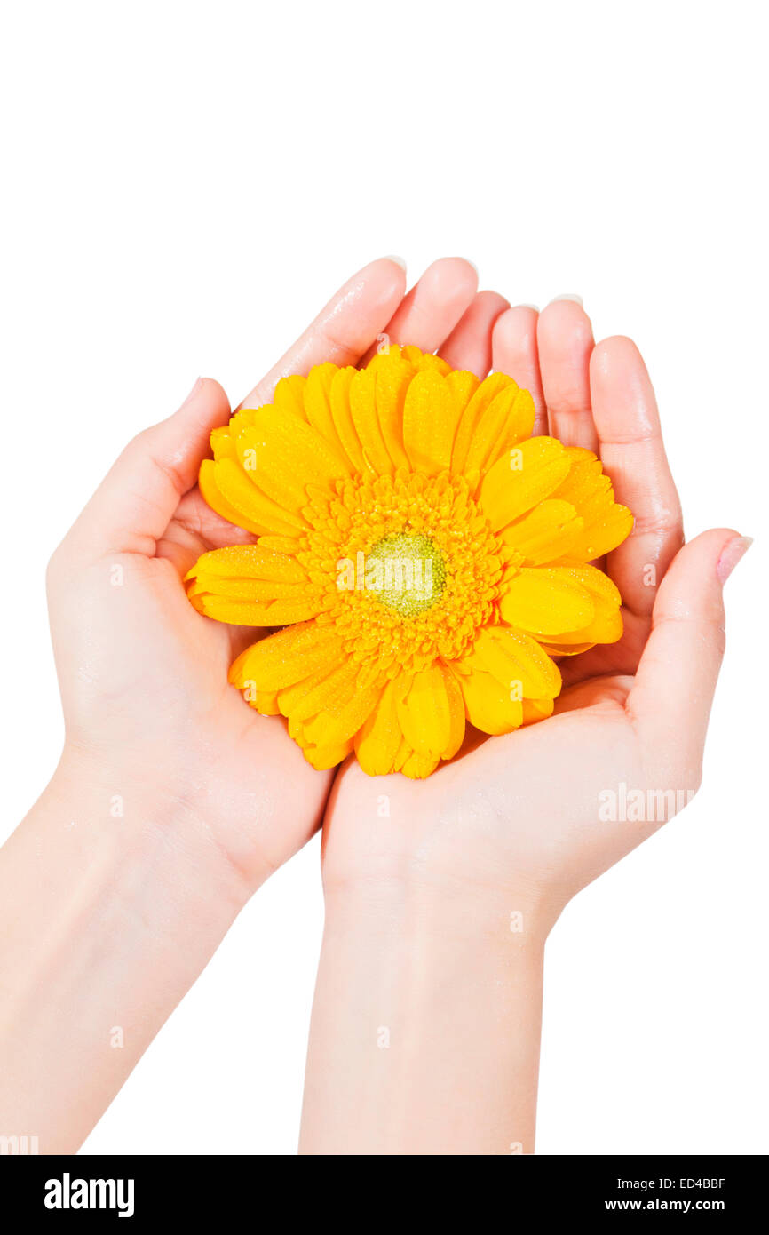 Hand Holding Flower In Palm