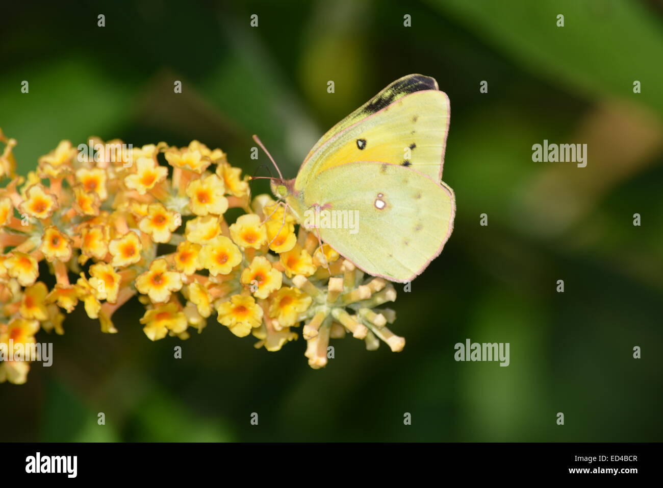 Butterfly bush with a butterfly hi-res stock photography and images - Alamy