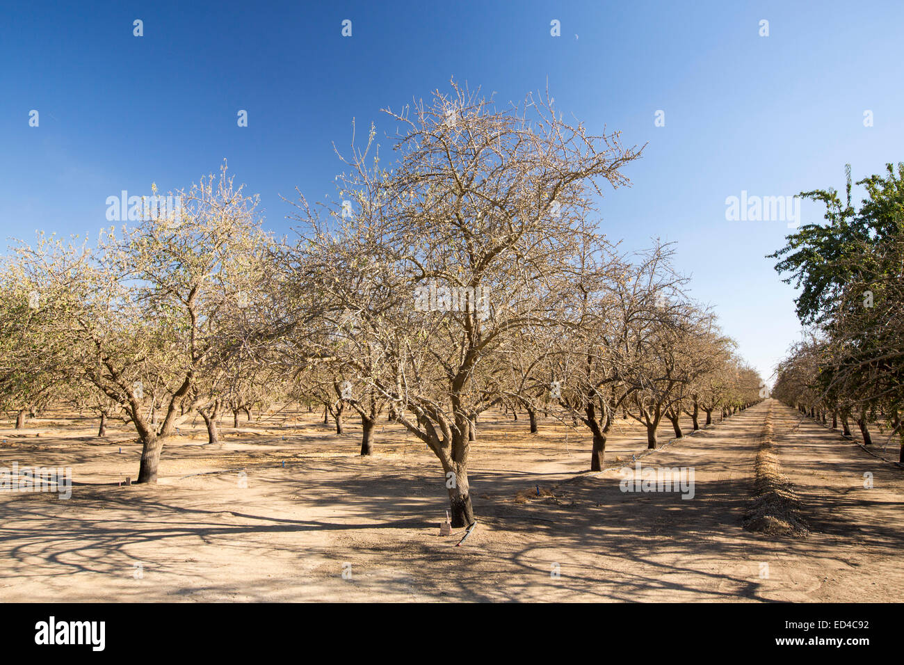 Dead and dying Almond trees in Almond groves in Wasco in the Central ...