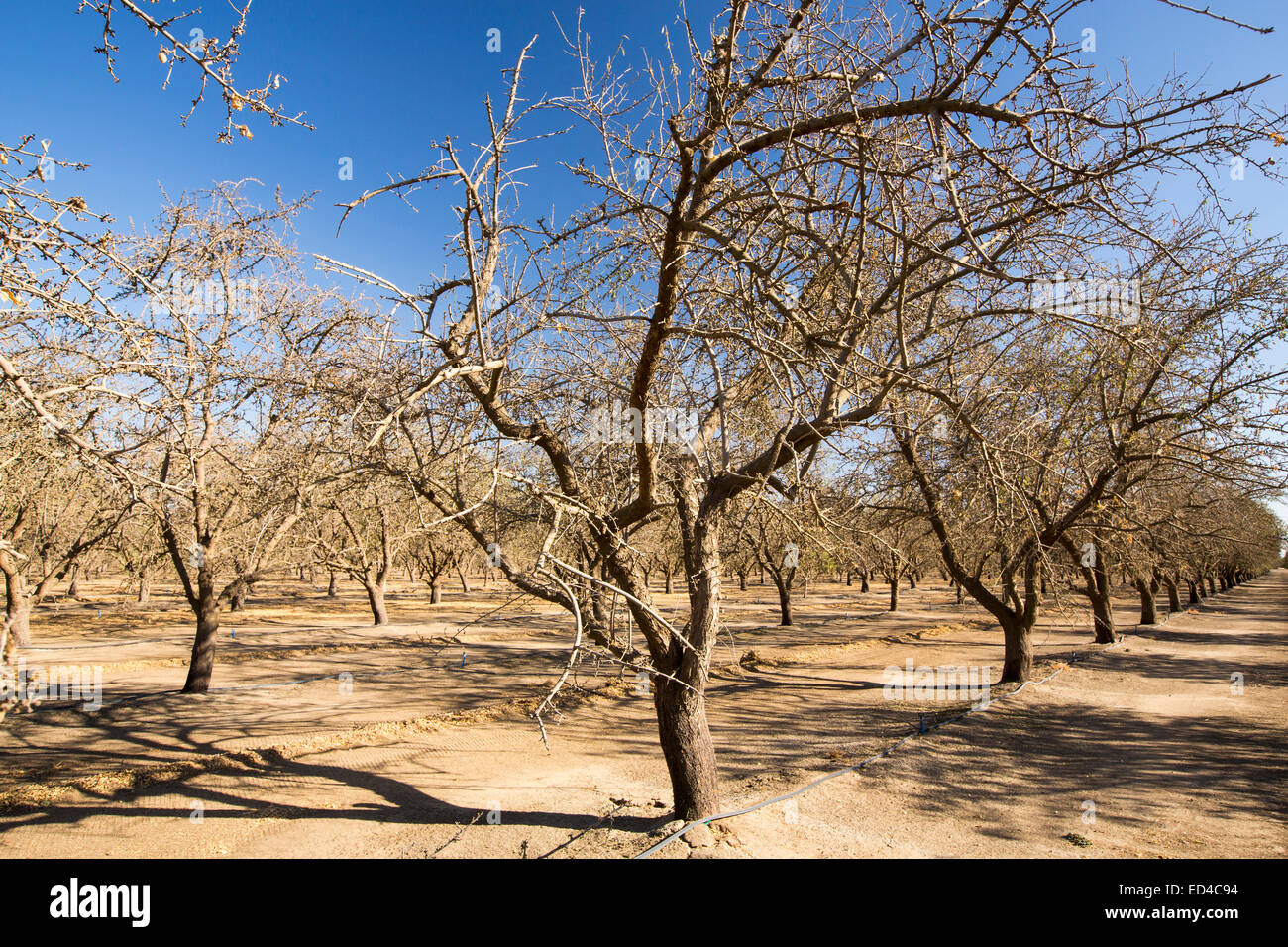 Dead almond trees california hi-res stock photography and images - Alamy