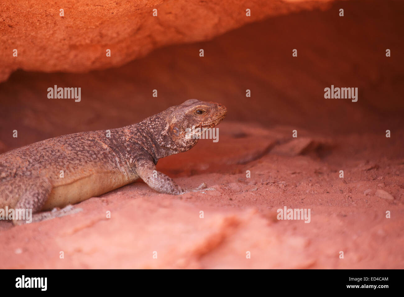 Chuckwallas (Sauromalus ater) Valley of Fire State Park, near Las Vegas ...