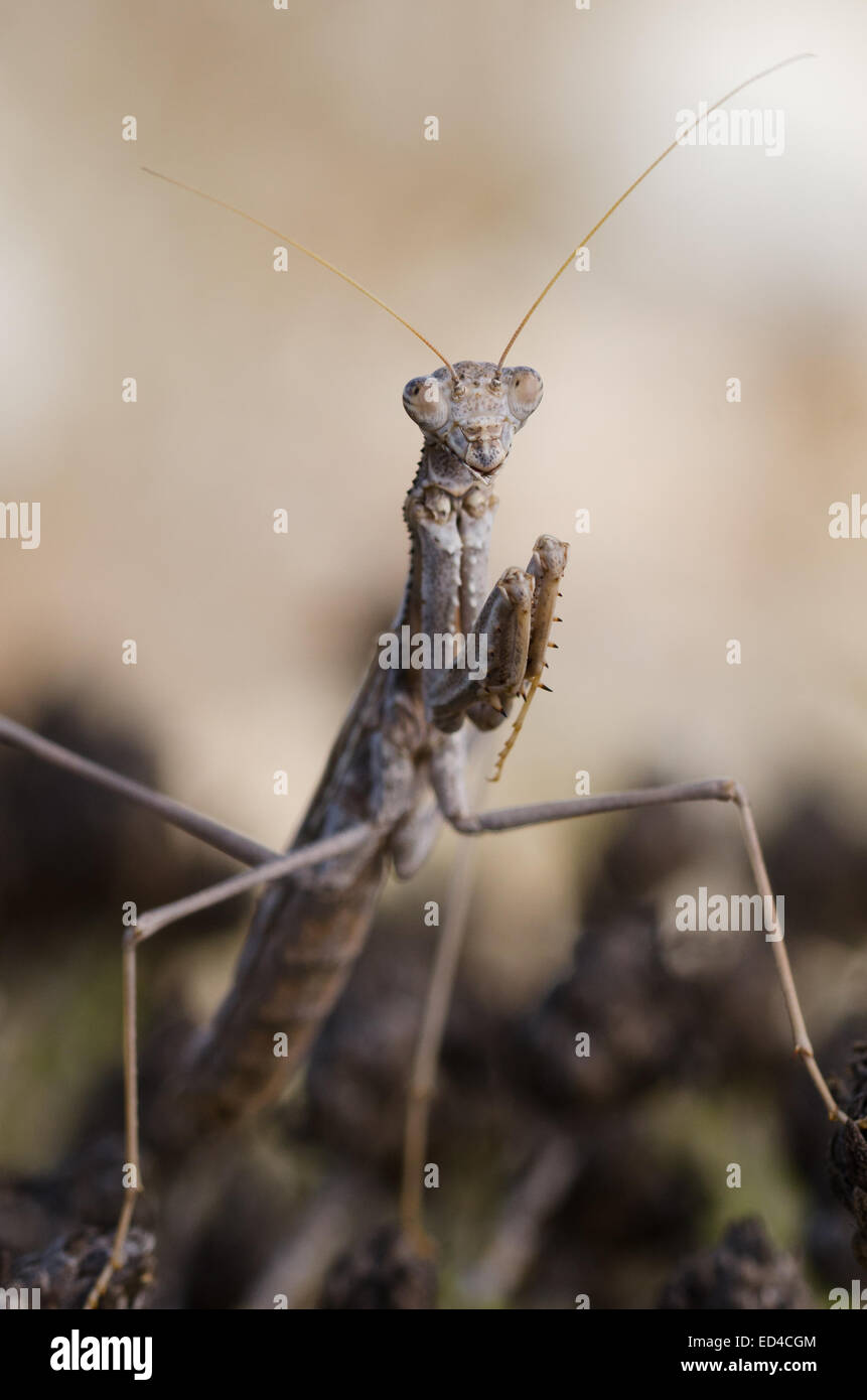 Rivetina baetica is a species of praying mantis in the genus Rivetina ...