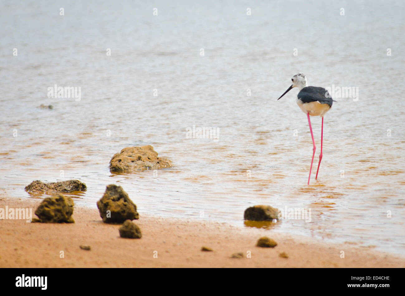 The black-winged stilt, common stilt, or pied stilt (Himantopus ...