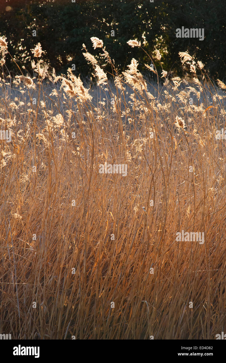 Clark County Wetlands Park Nature Preserve and Nature Center near Las ...