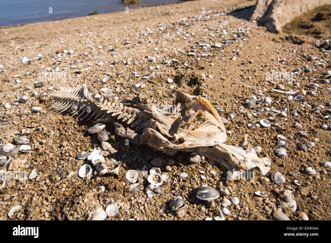 A dead fish and clam shells on the exposed lake bed of Lake Isabella ...