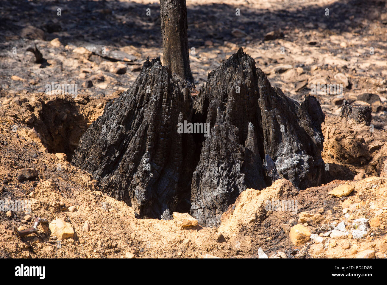 The King Fire that burnt thousands of acres of the El Dorado National ...
