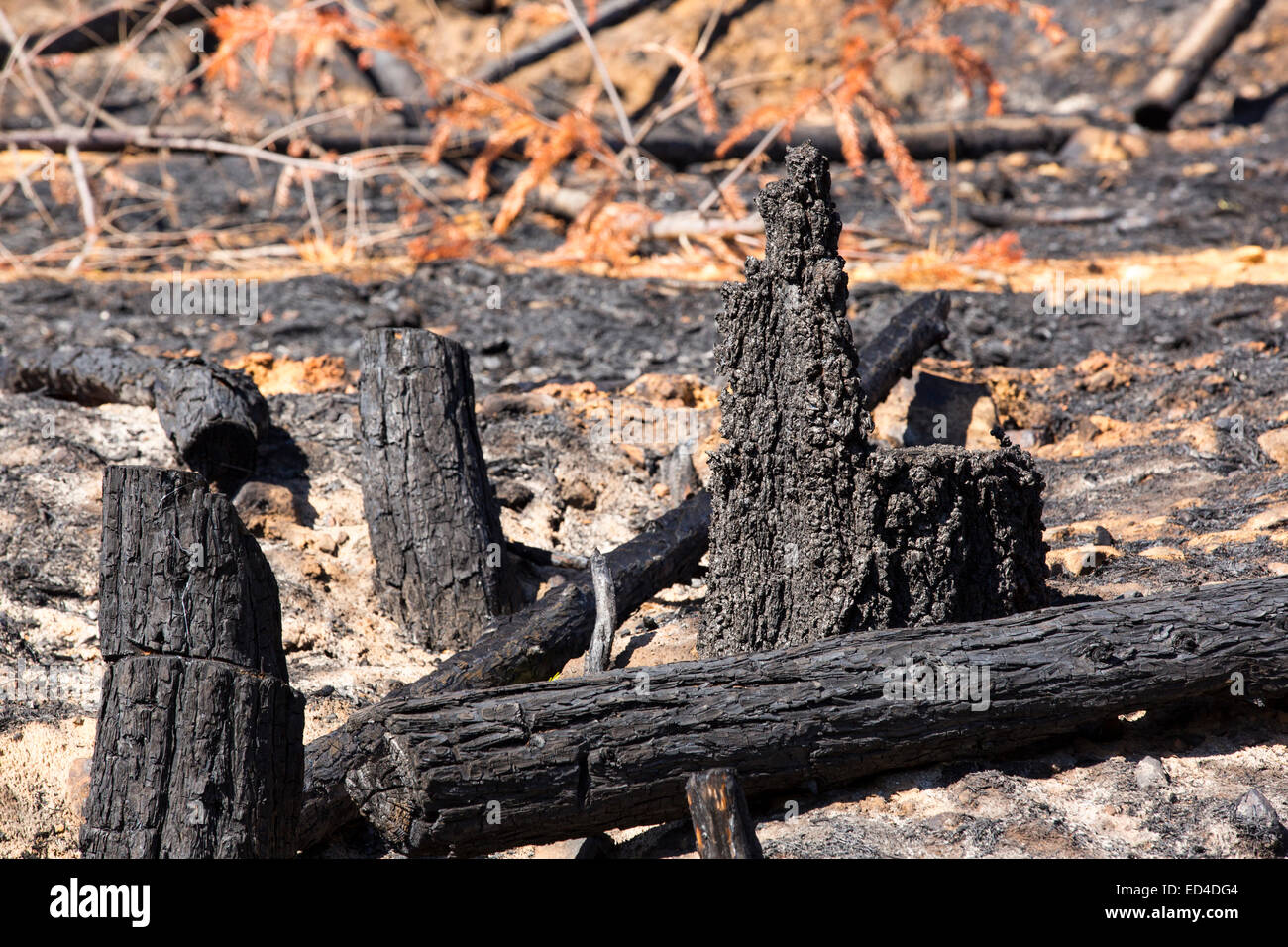 The King Fire that burnt thousands of acres of the El Dorado National ...