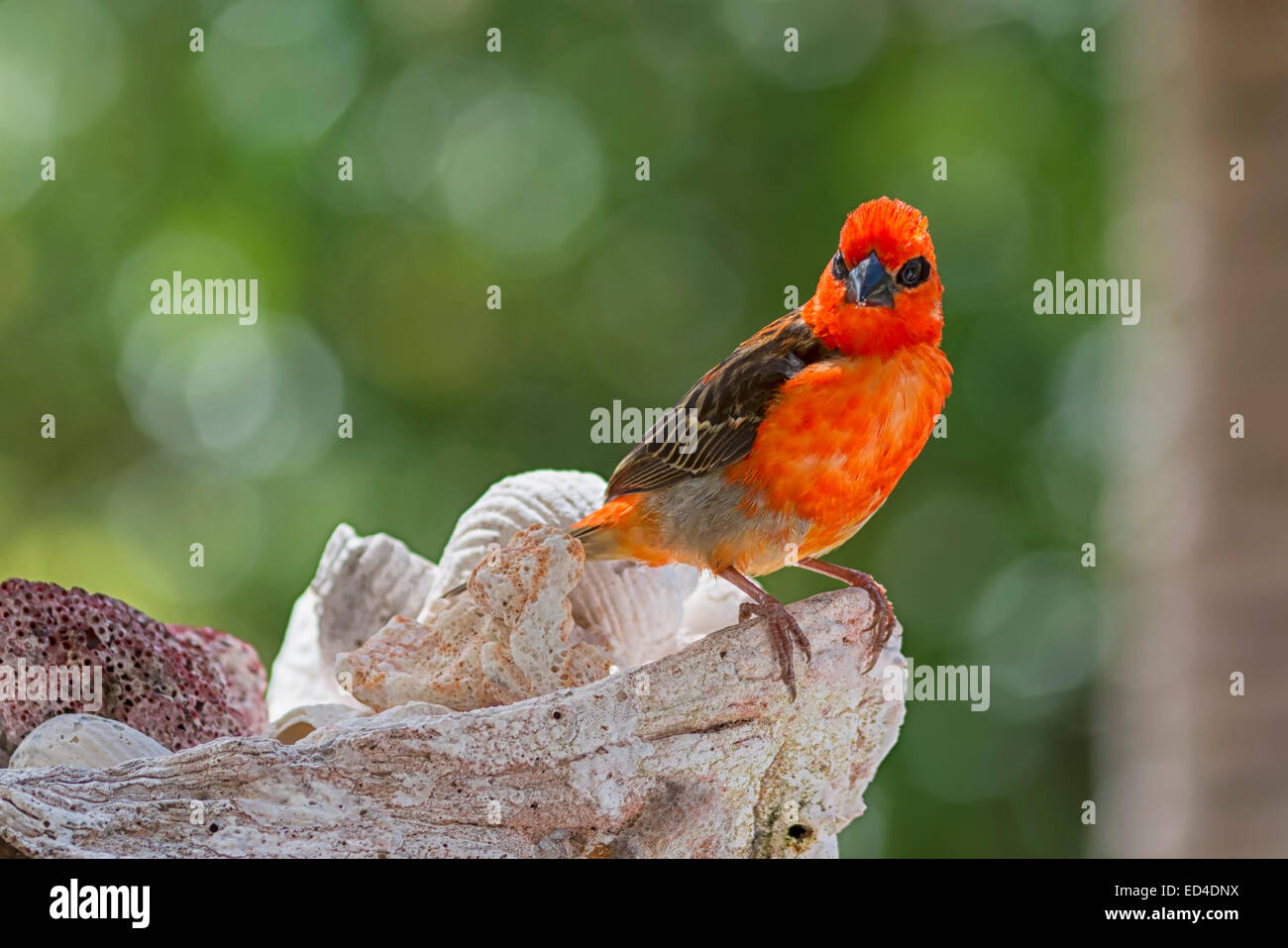 Coconut crab bird hi-res stock photography and images - Alamy