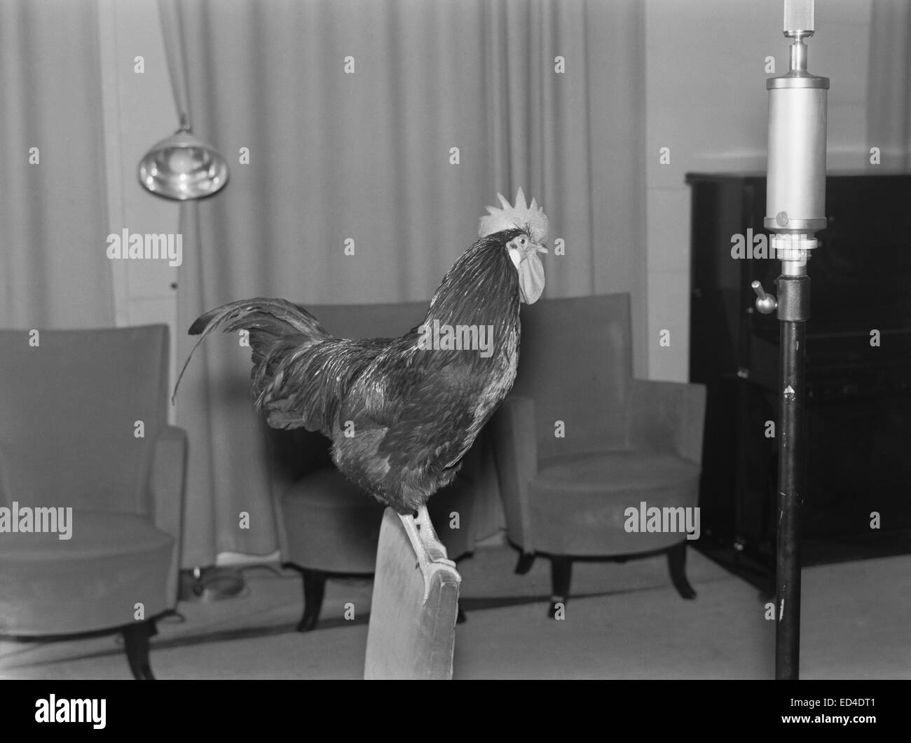 Live rooster hi-res stock photography and images - Alamy