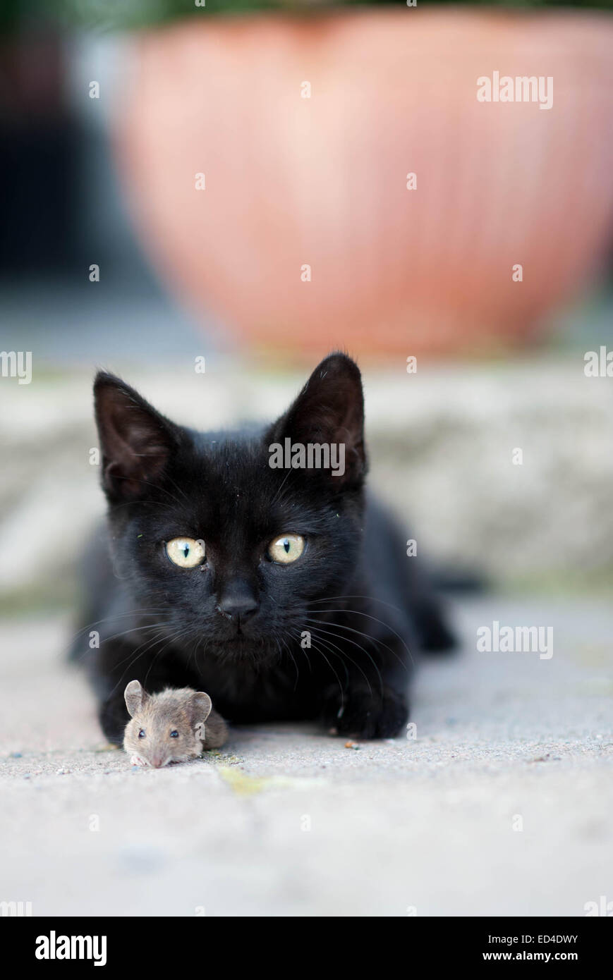 Cat and mouse Stock Photo - Alamy