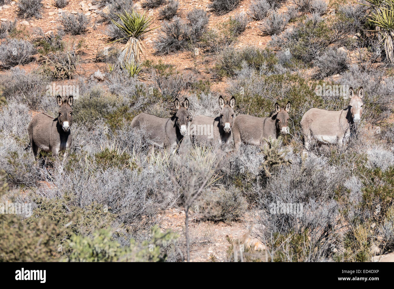 Five wild Burros in the Mojave desert in Southern Nevada Stock Photo ...