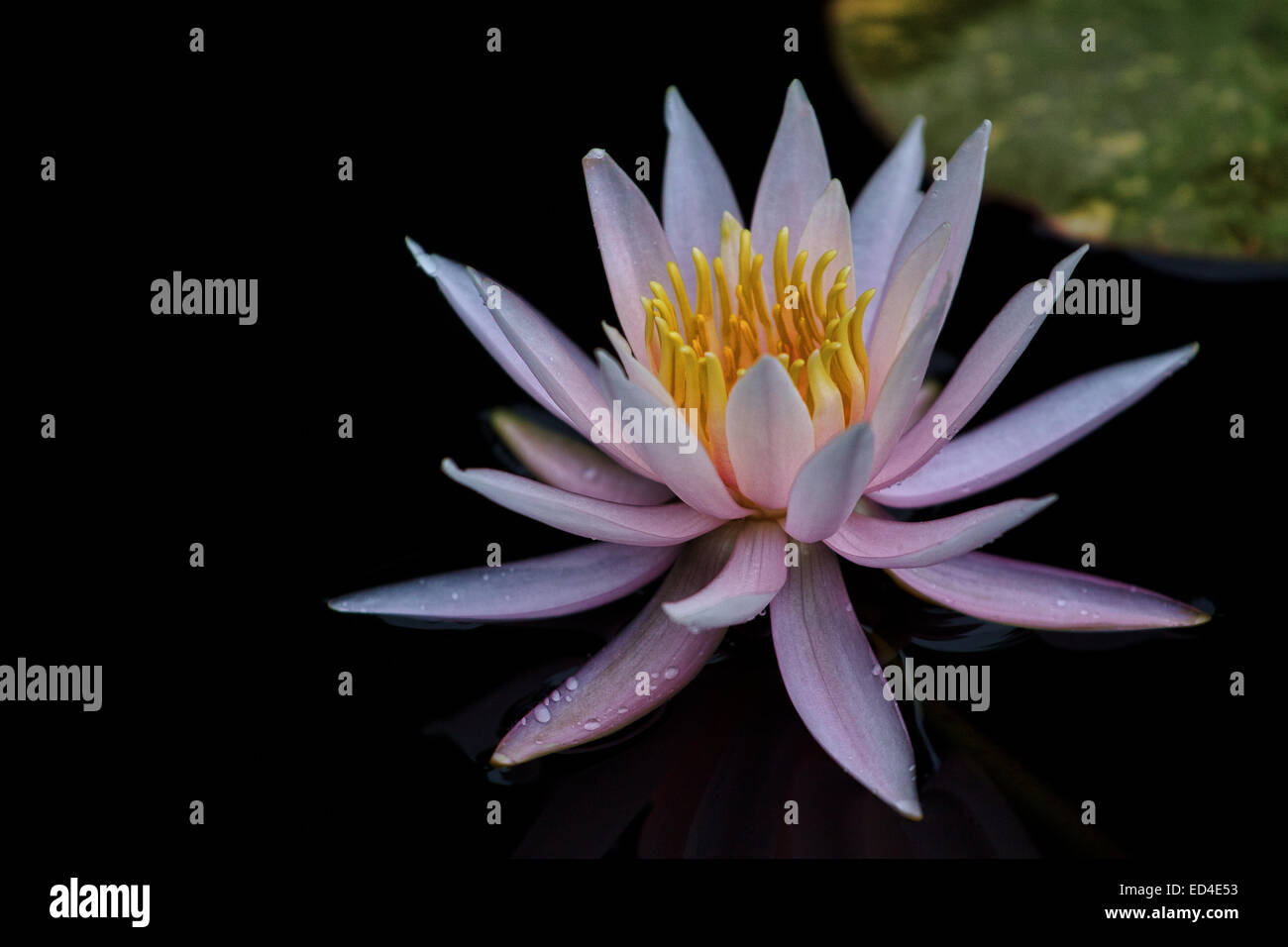 Close up water lily hi-res stock photography and images - Alamy