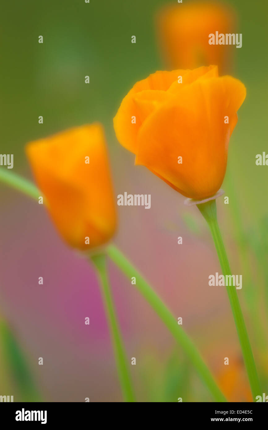 Opening poppy flowers on a green background Stock Photo - Alamy