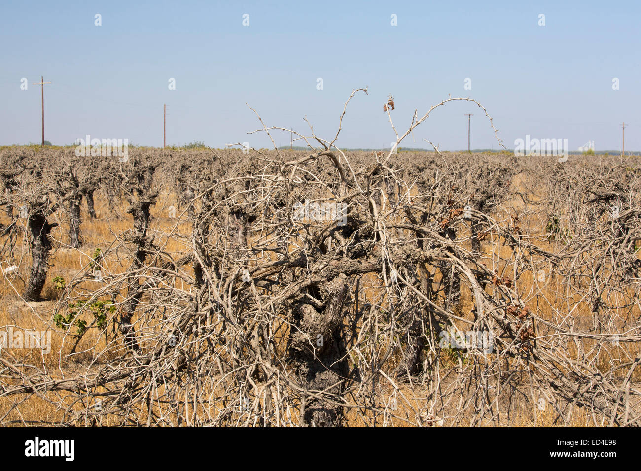 Dead Vines Stock Photos & Dead Vines Stock Images - Alamy
