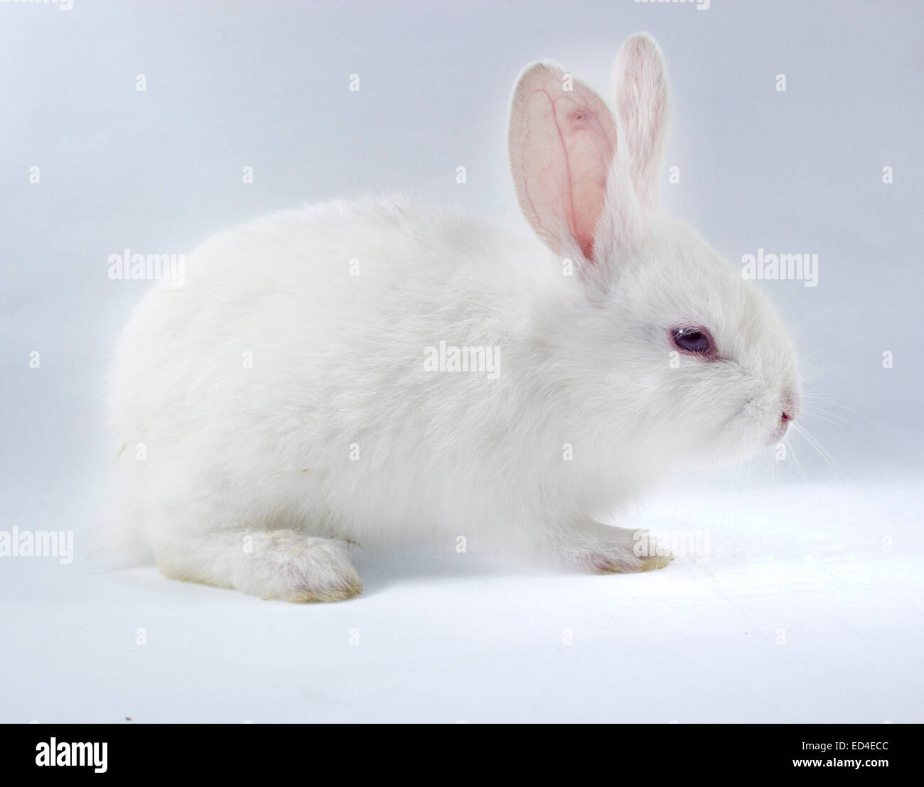 White rabbit isolated on white background Stock Photo - Alamy