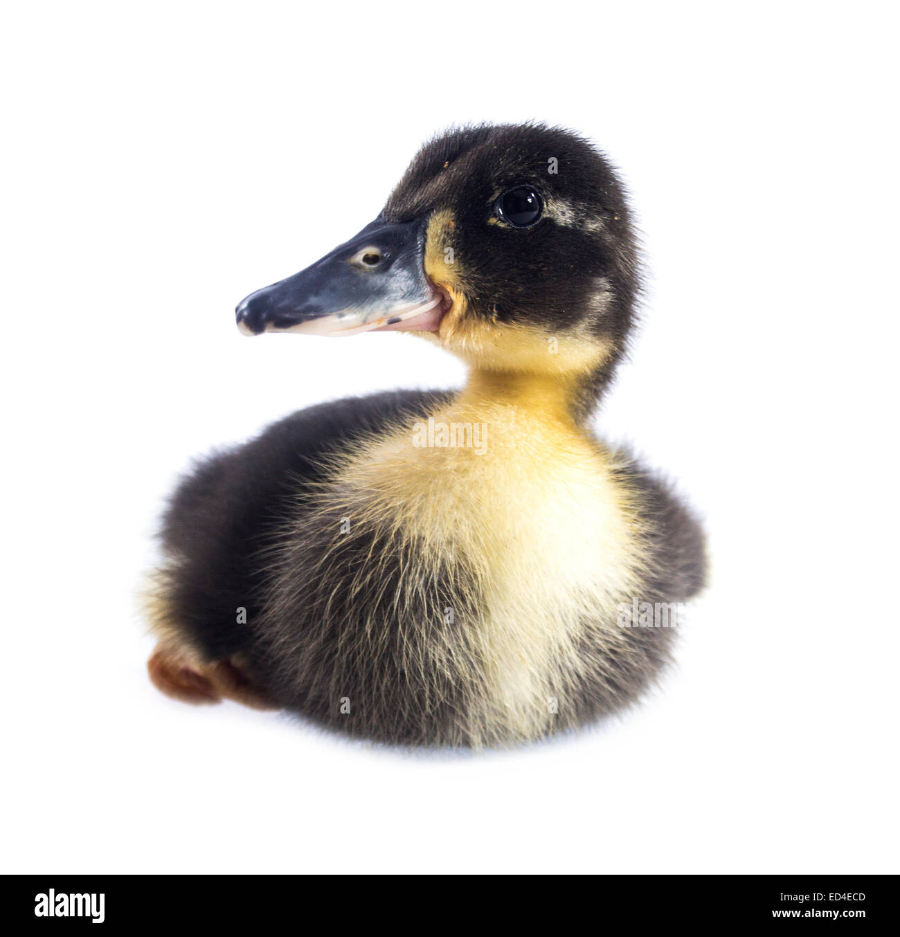 Funny yellow and black Duckling age days. Isolated on white Stock Photo - Alamy
