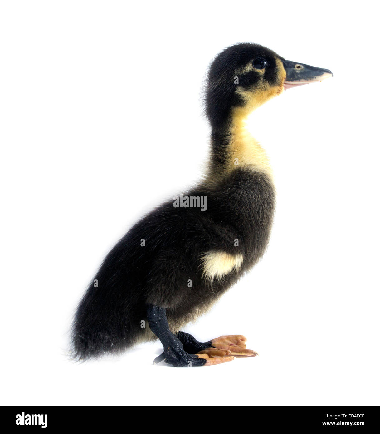 Black duckling hi-res stock photography and images - Alamy