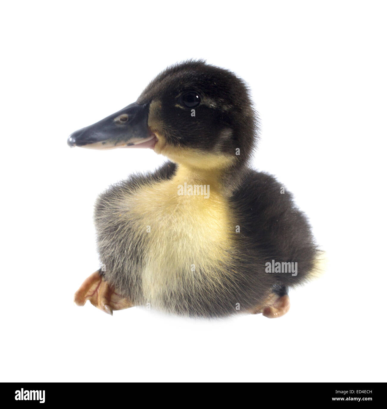 Yellow and black duckling hi-res stock photography and images - Alamy