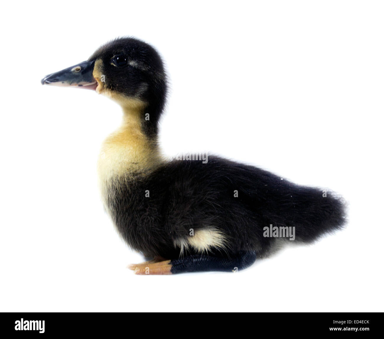 Funny yellow and black Duckling age days. Isolated on white Stock Photo ...