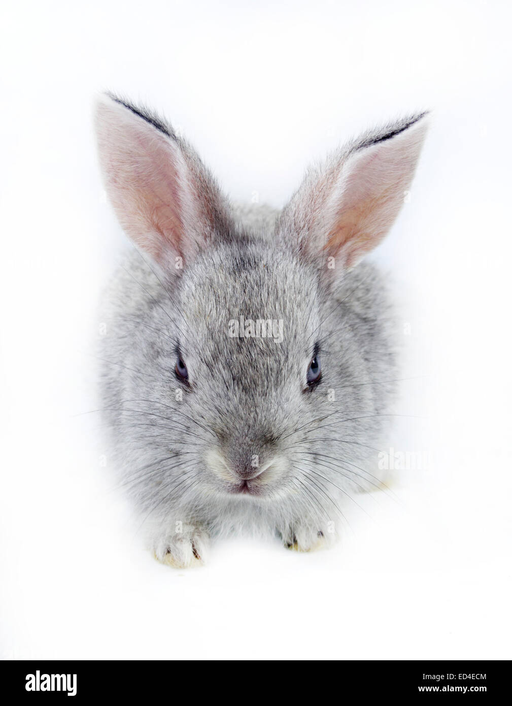 Gray rabbit isolated on white background Stock Photo - Alamy