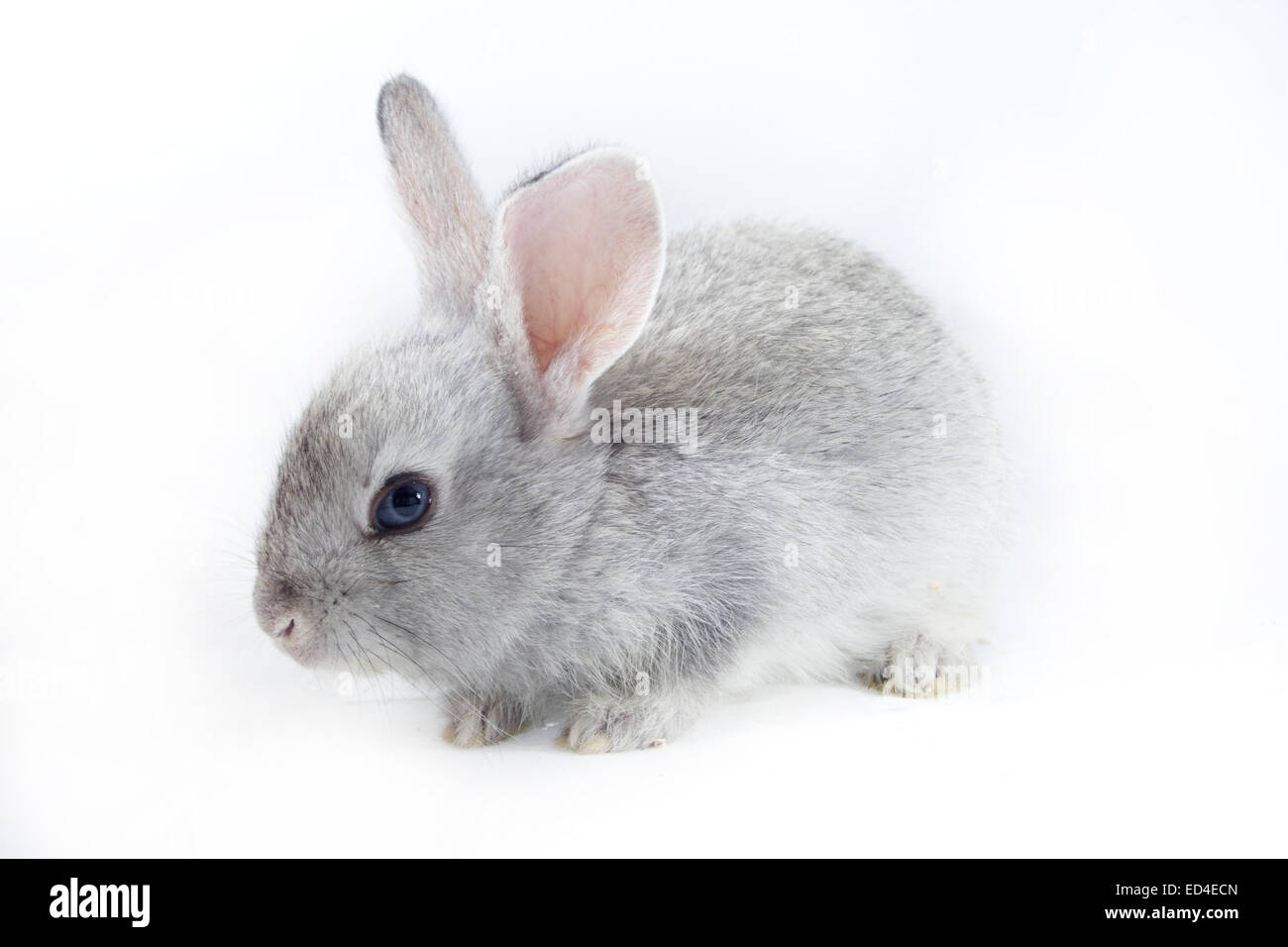 Gray rabbit isolated on white background Stock Photo - Alamy