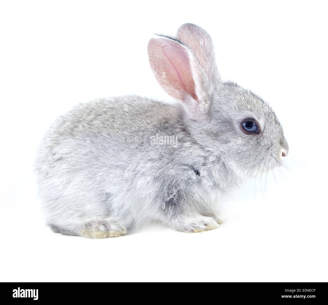 Gray rabbit isolated on white background Stock Photo - Alamy