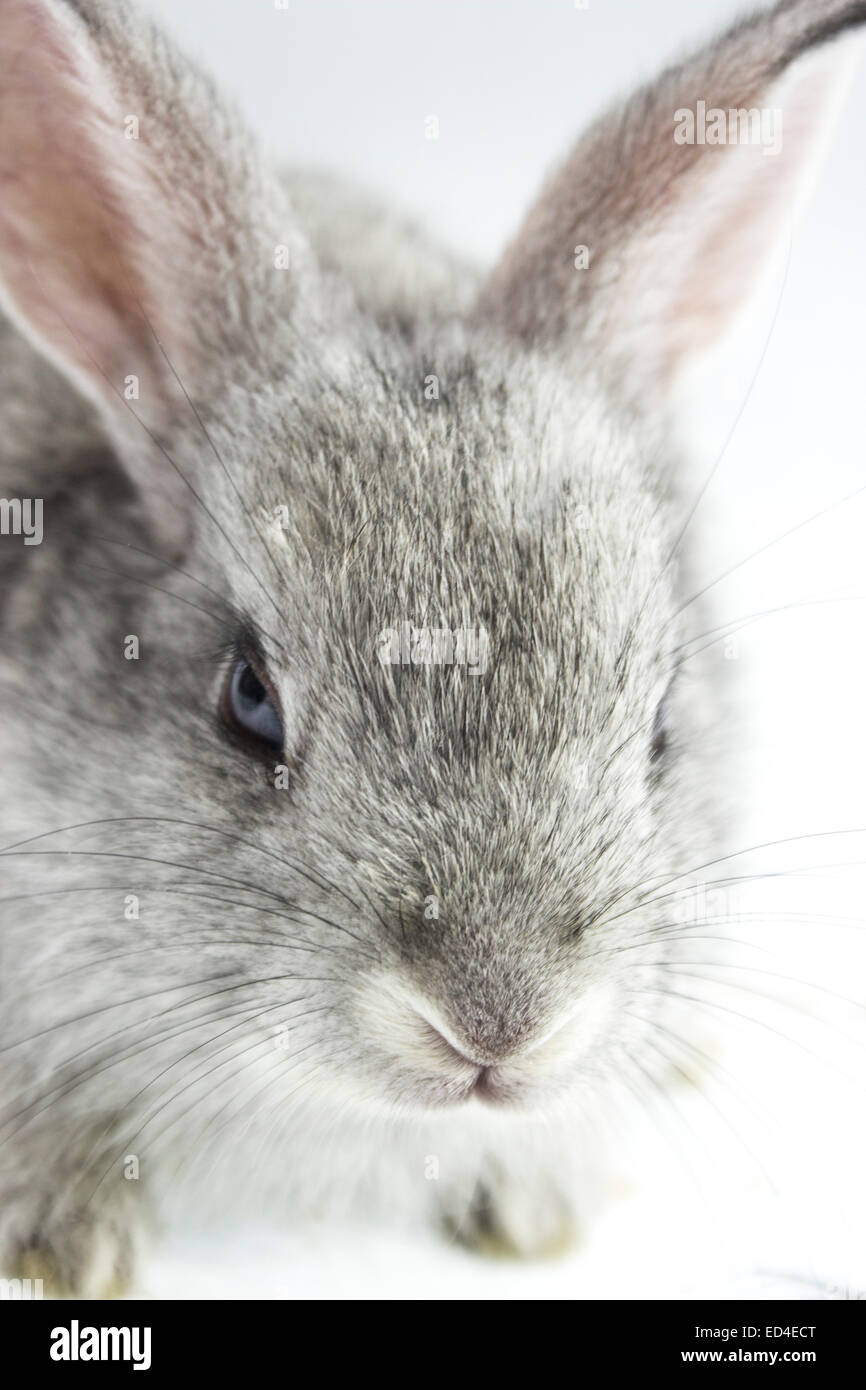 Gray rabbit isolated on white background Stock Photo - Alamy