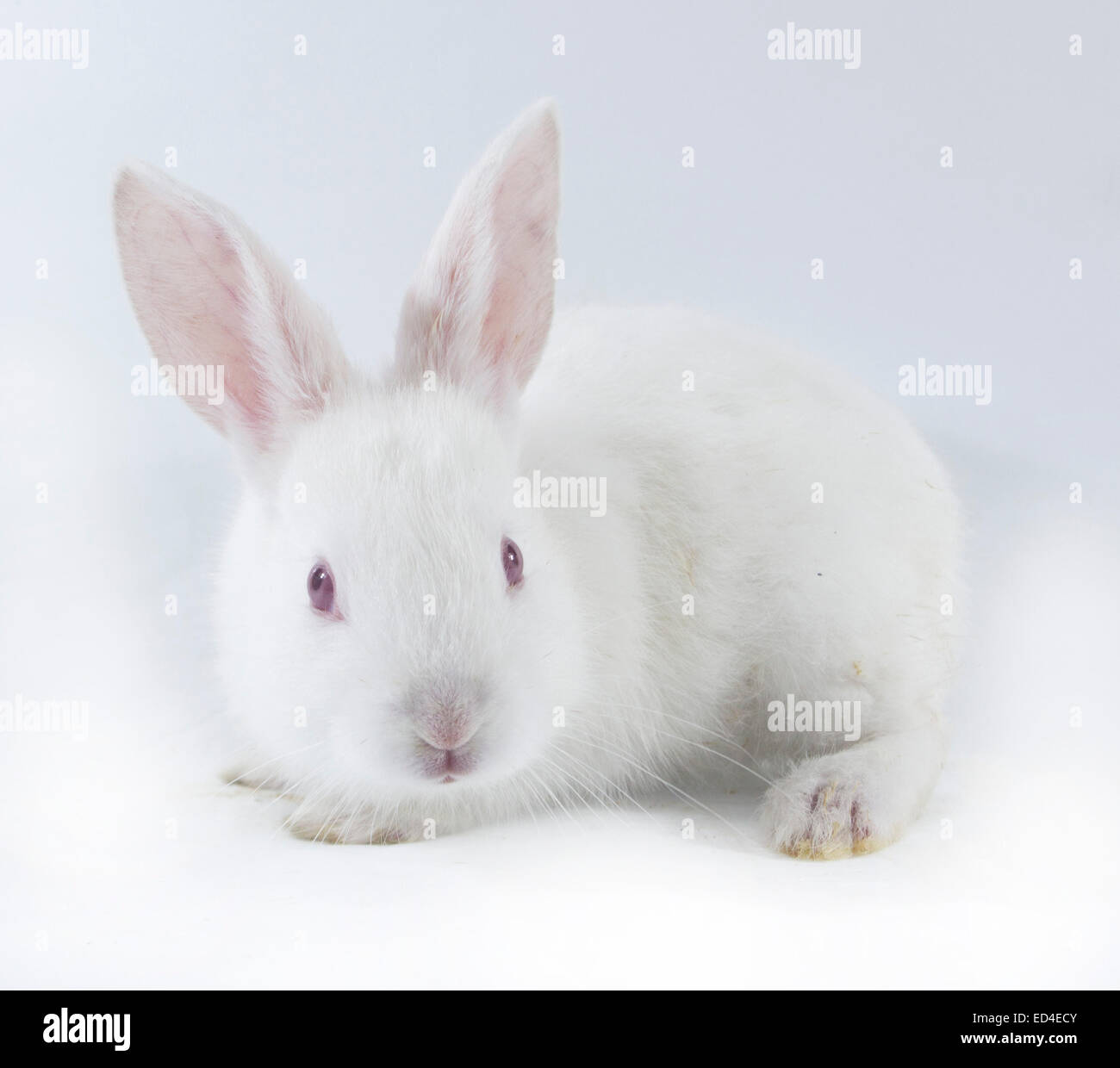 White rabbit isolated on white background Stock Photo - Alamy