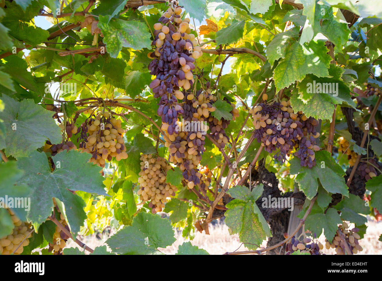 San joaquin valley grapes hi-res stock photography and images - Alamy
