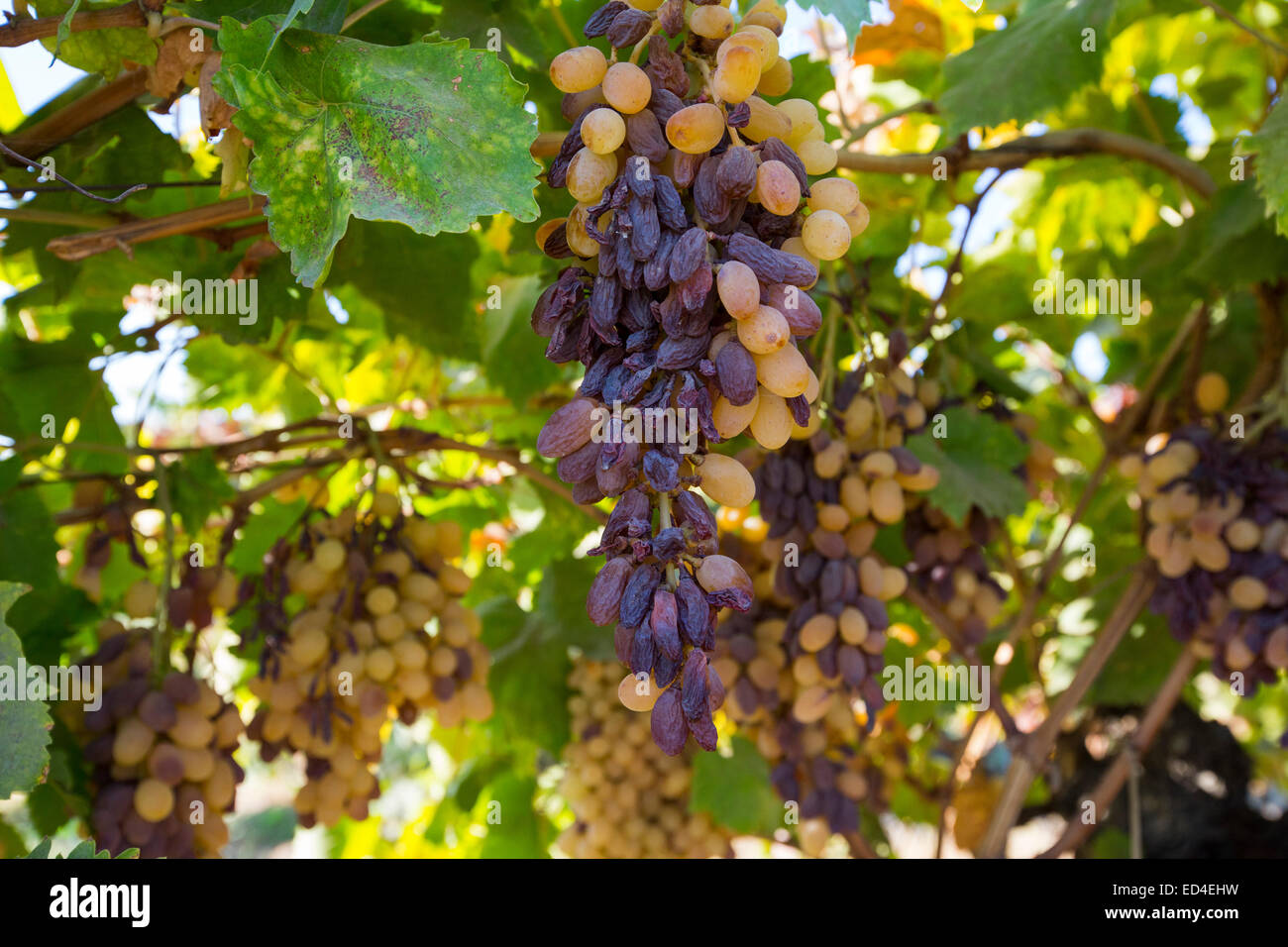 San joaquin valley grapes hi-res stock photography and images - Alamy