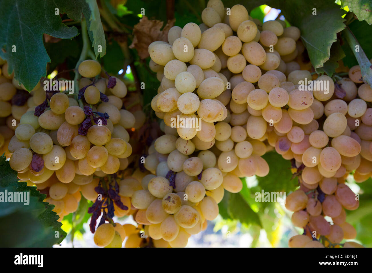 San joaquin valley grapes hi-res stock photography and images - Alamy