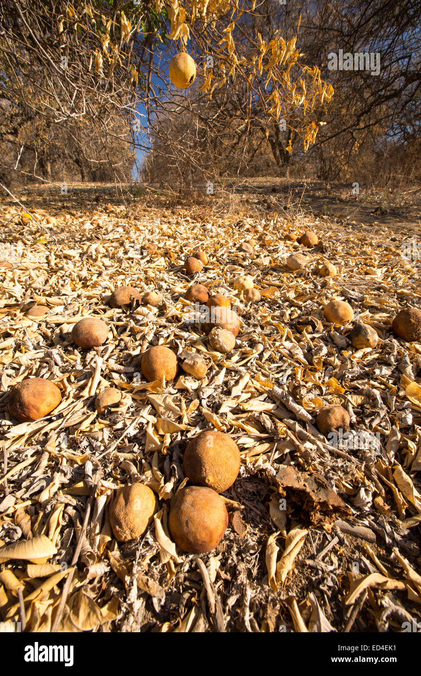 Drought dying tree central america hi-res stock photography and images ...