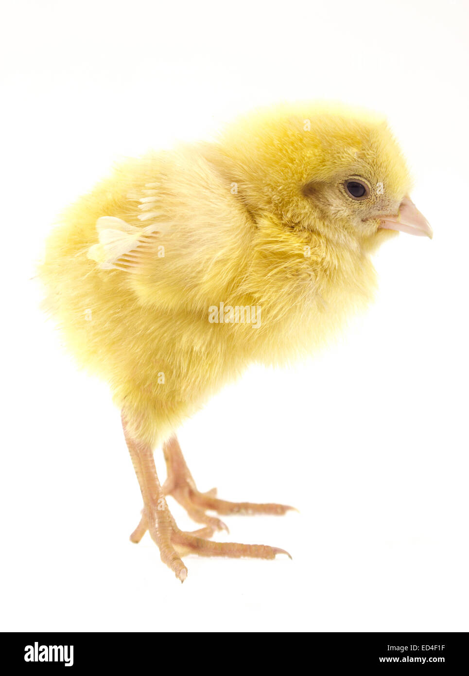 live little yellow chicken animal isolated on white background Stock ...