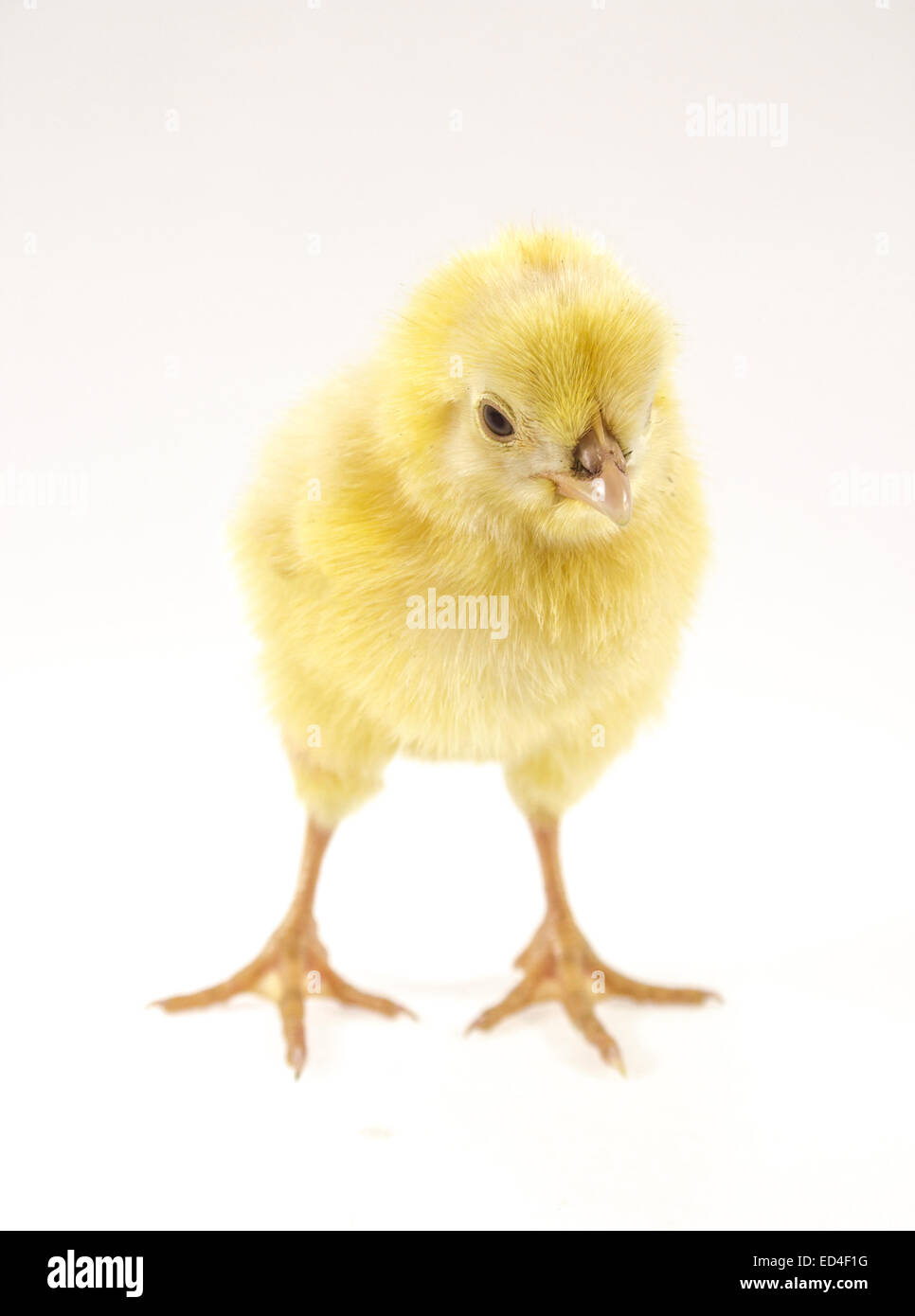 live little yellow chicken animal isolated on white background Stock ...