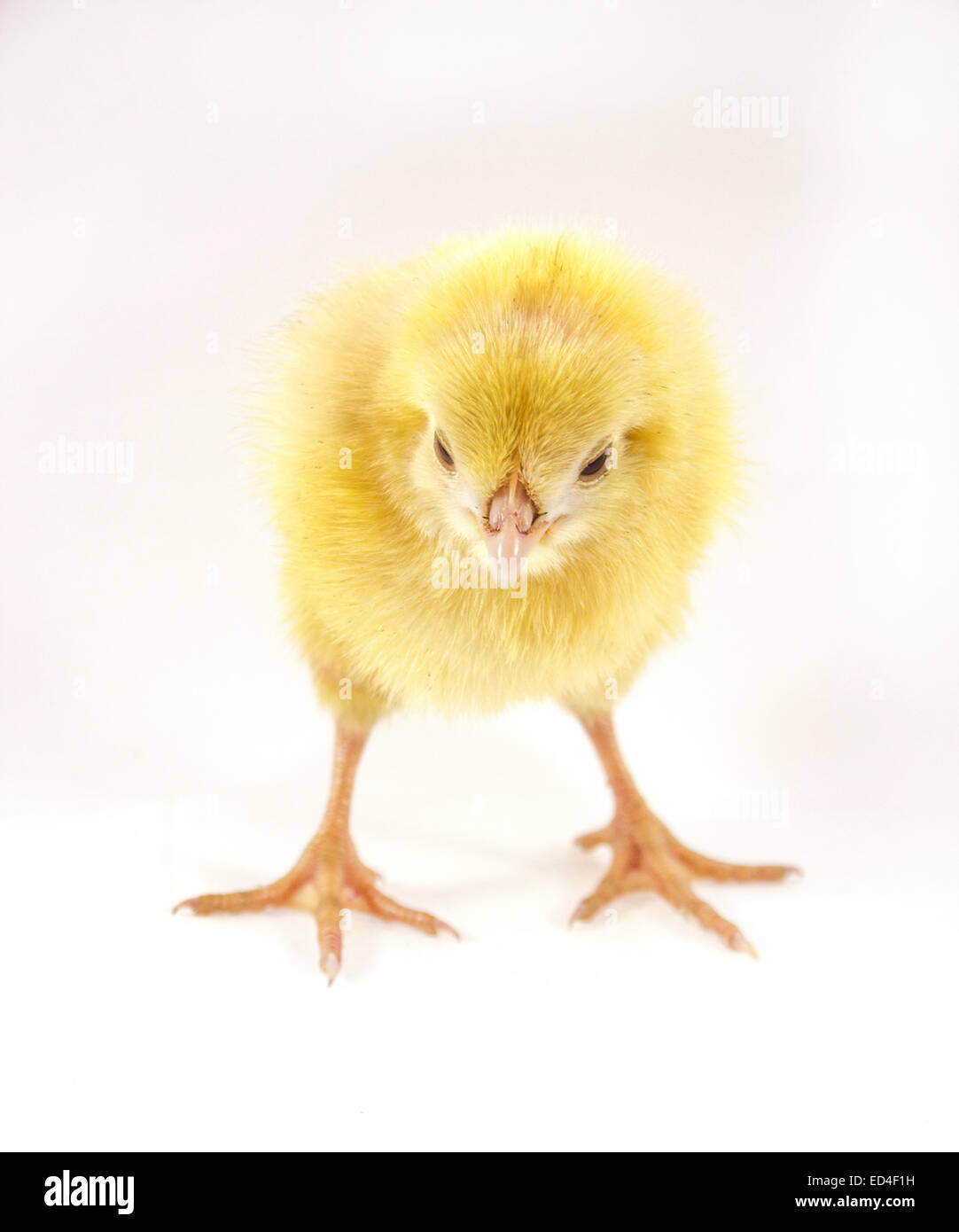 live little yellow chicken animal isolated on white background Stock ...