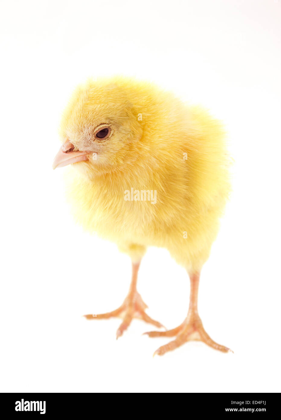 live little yellow chicken animal isolated on white background Stock ...