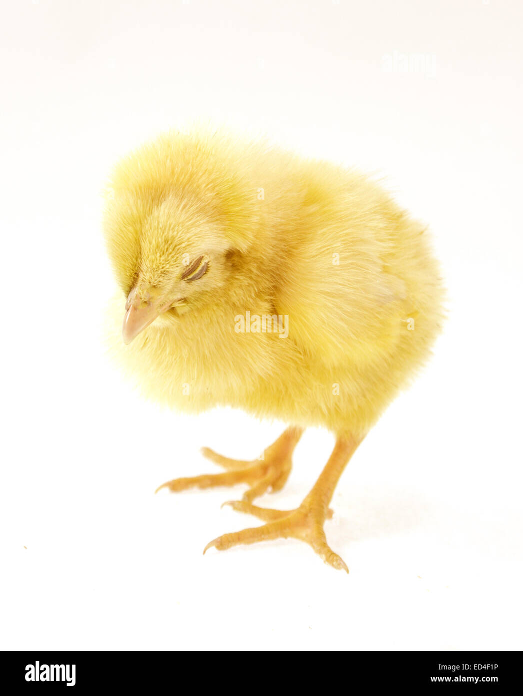live little yellow chicken animal isolated on white background Stock ...