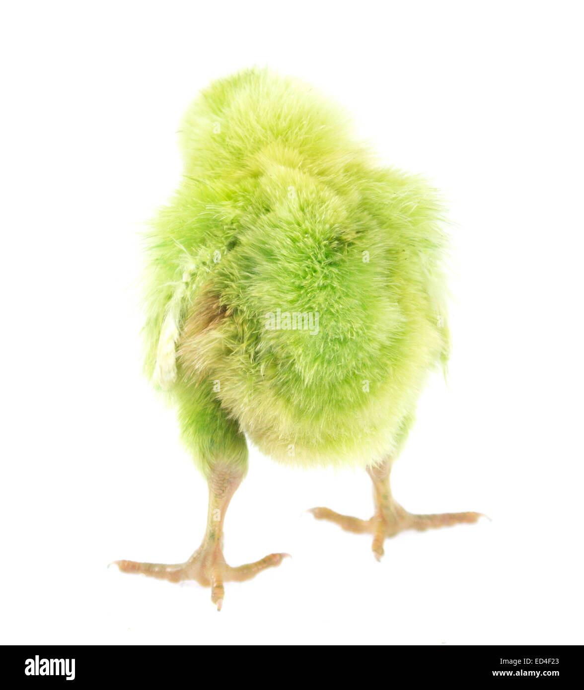 live little green chicken animal isolated on white background Stock ...