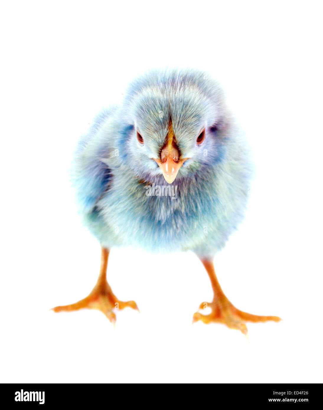 live little blue chicken animal isolated on white background Stock ...