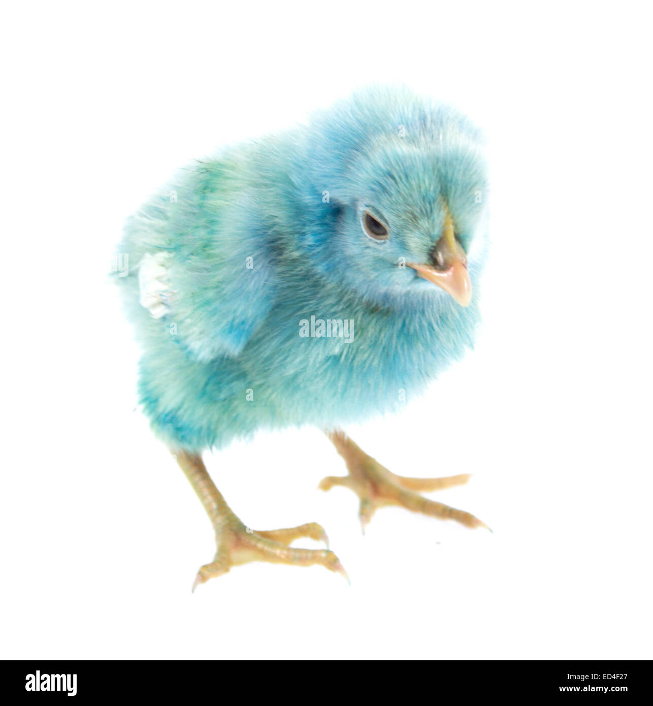 live little blue chicken animal isolated on white background Stock ...