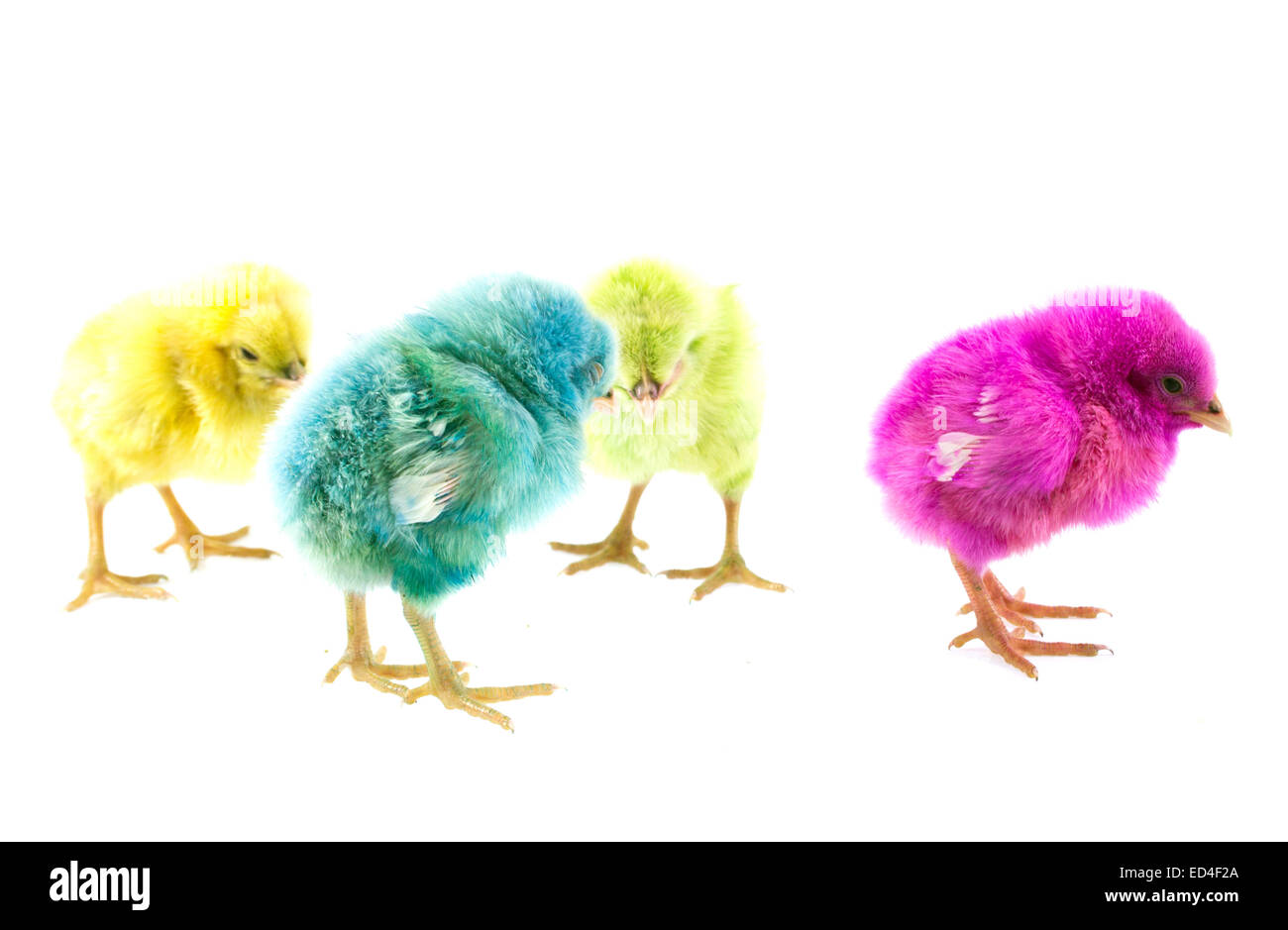live little colorful chicken animal isolated on white background Stock ...