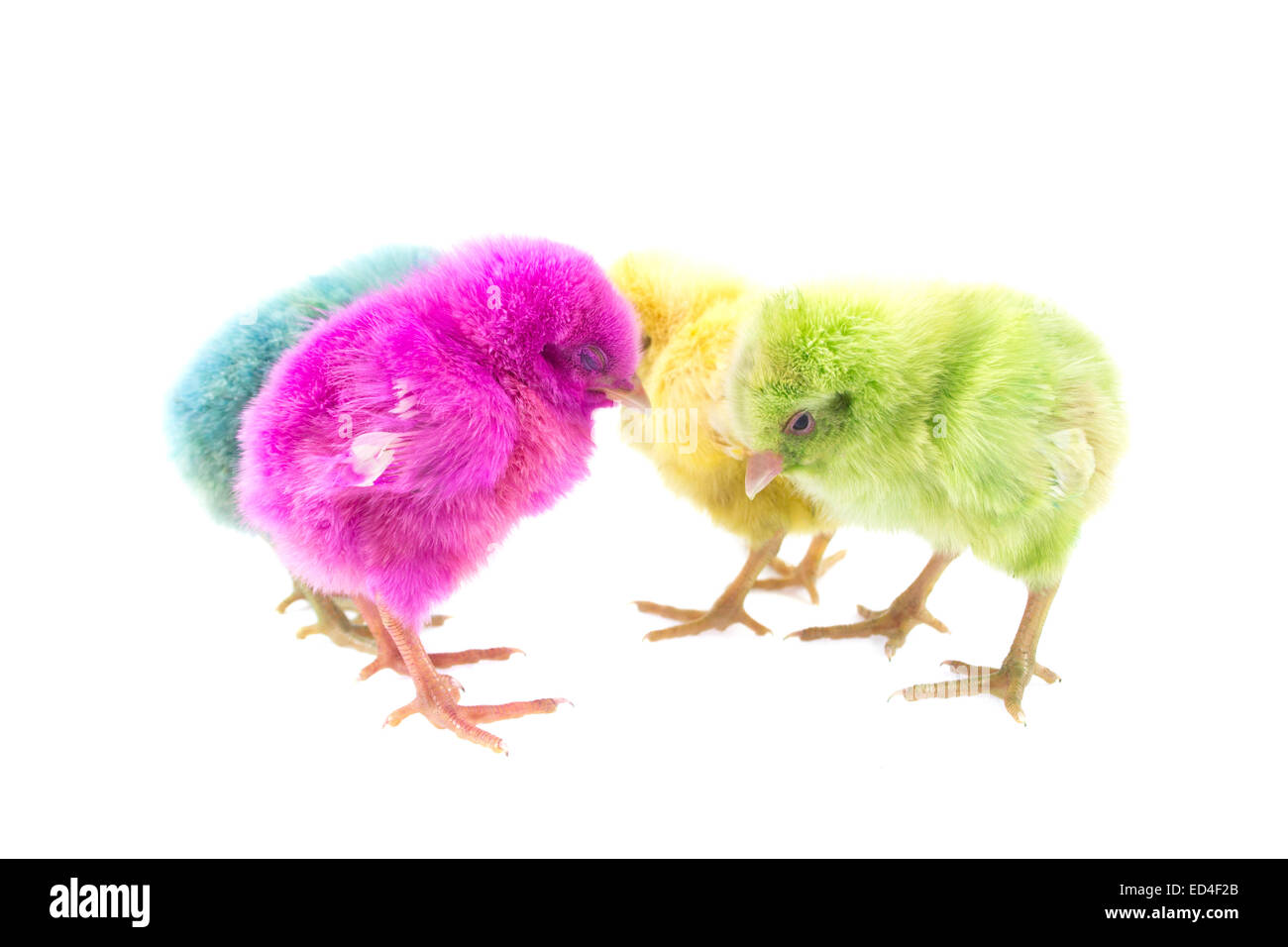 live little colorful chicken animal isolated on white background Stock ...