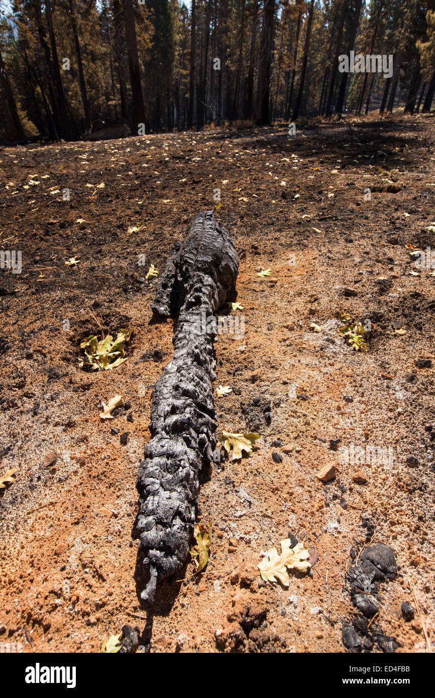 The King Fire that burned 97,717 acres of the El Dorado National Forest ...