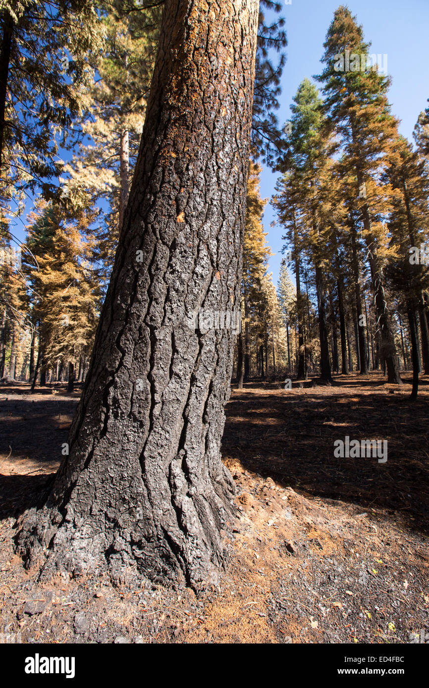 The King Fire that burned 97,717 acres of the El Dorado National Forest ...