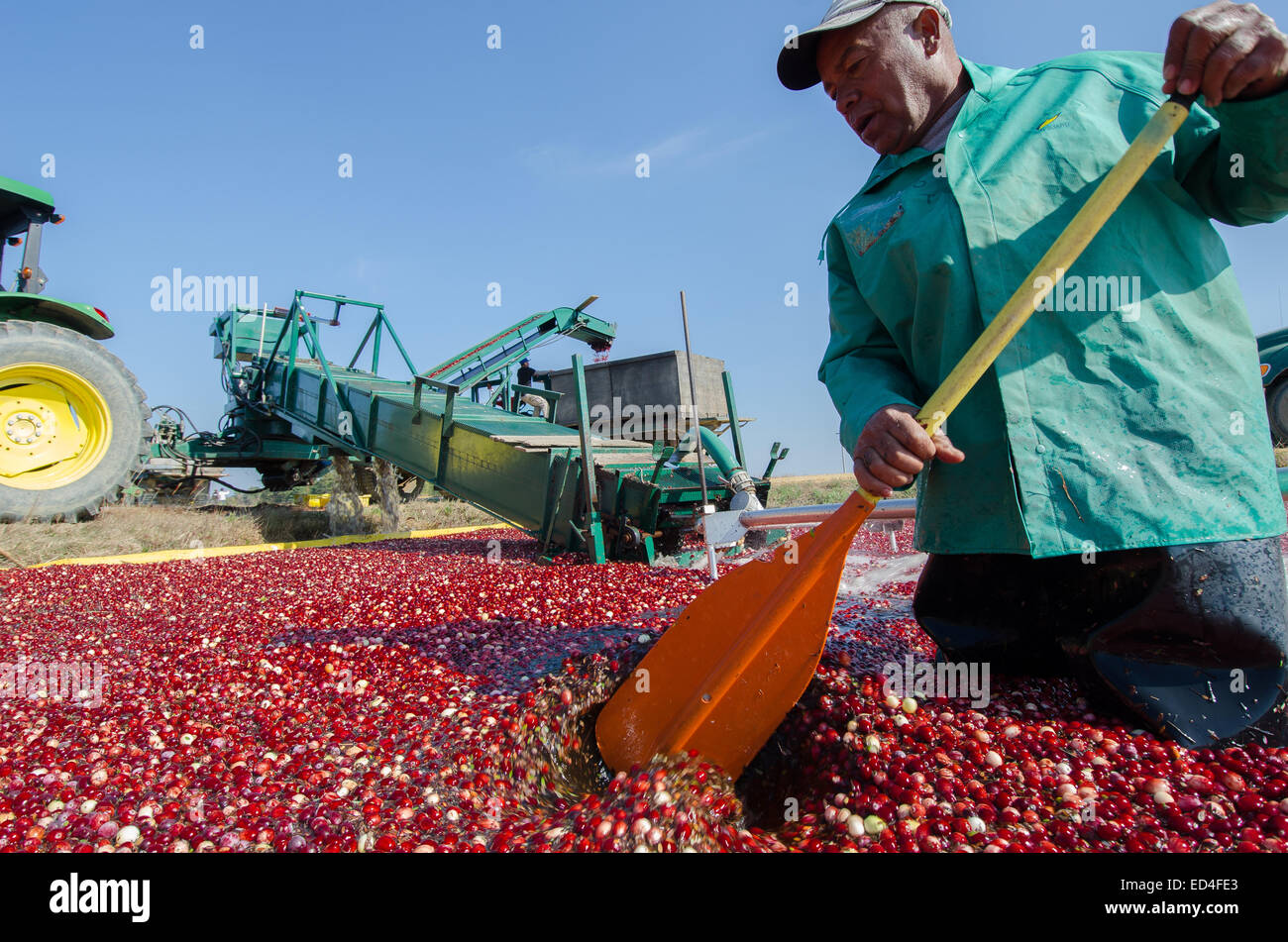 Wading in the bogs, laborers harvest cranberries by pushing the berries ...