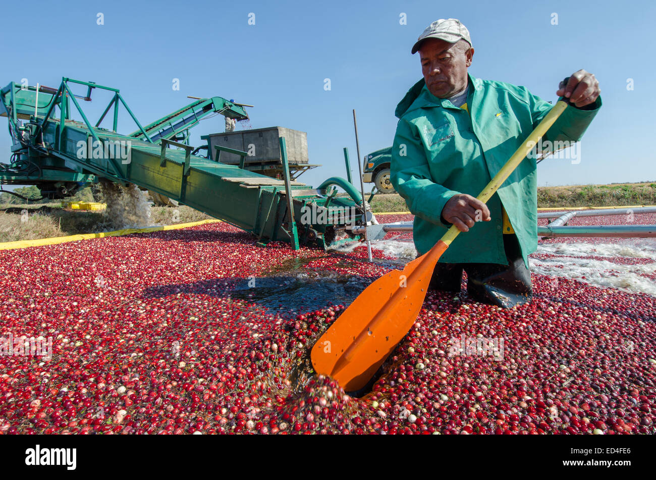 Wading in the bogs, laborers harvest cranberries by pushing the berries ...